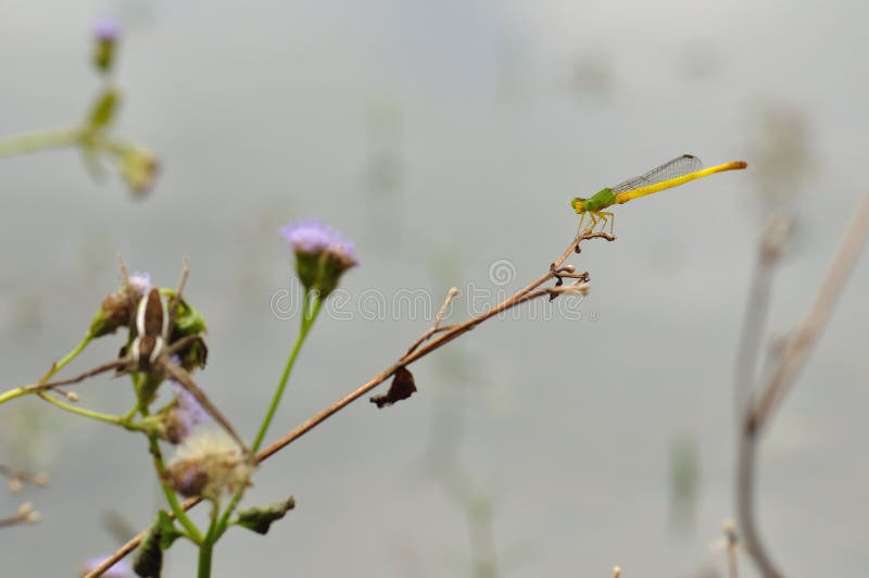 Dragonfly stock image. Image of dragonfly, small, nature - 107883393