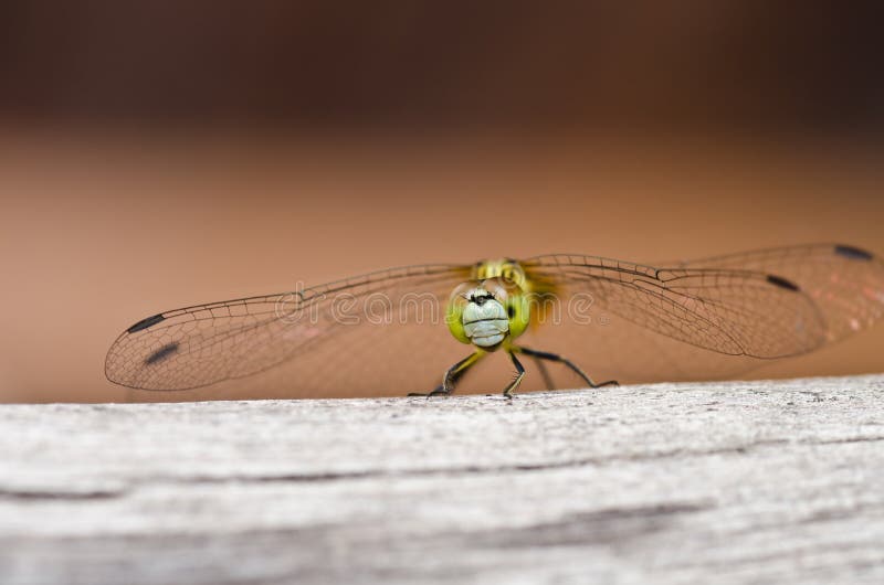 Dragonfly smile in garden stock photo. Image of spring - 22859128