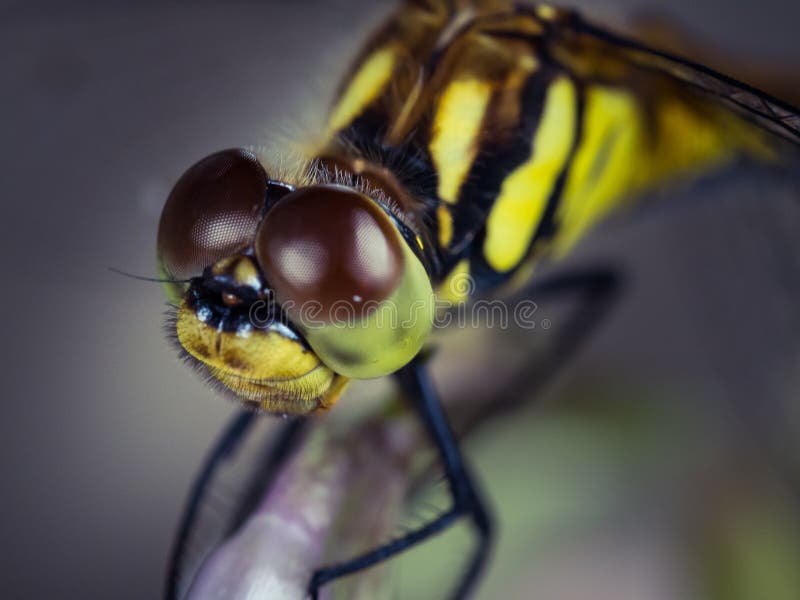 Dragonfly stock image. Image of alike, dragonfly, smlie - 57643863