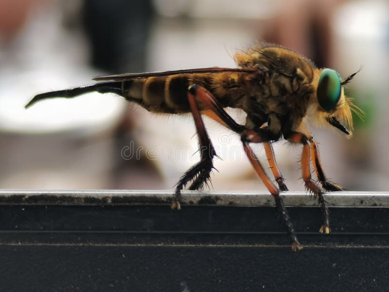 Dragonfly snap stock photo. Image of insect, wildlife - 259031066
