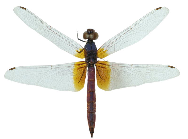 Dragonfly specimen stock photo. Image of flight, macro - 11284410