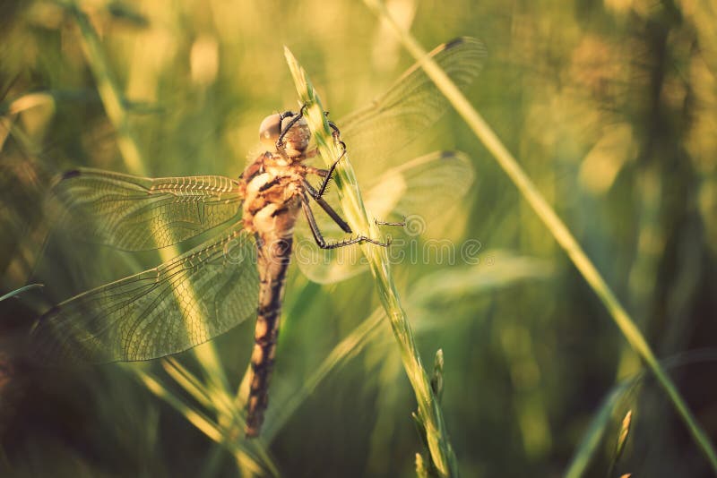 Dragonfly stock photo. Image of design, body, beautiful - 56697290