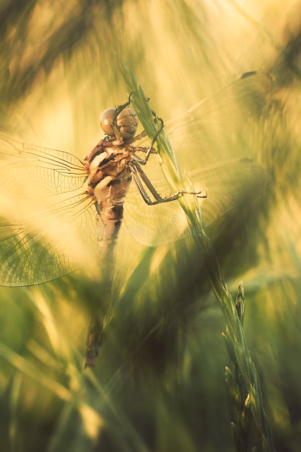 Dragonfly stock image. Image of close, beautiful, closeup - 56697317