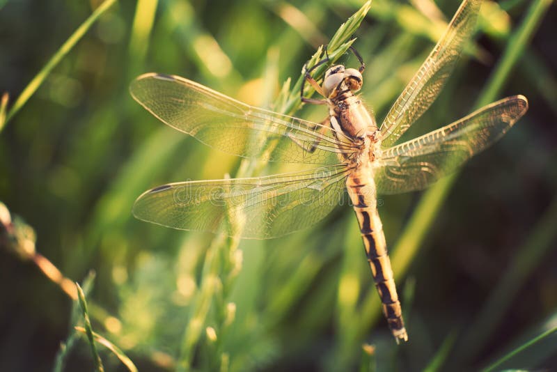 Dragonfly stock photo. Image of details, light, fauna - 56697840