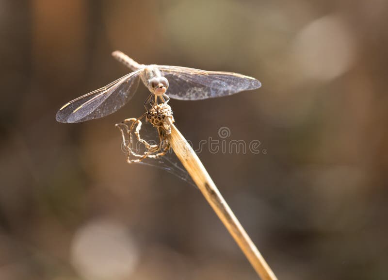 Dragonfly on a Stick Outdoors Stock Photo - Image of background ...