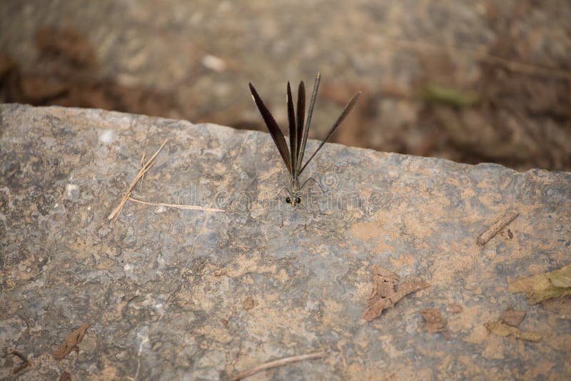 Dragonfly on the stone stock image. Image of flying - 105391109