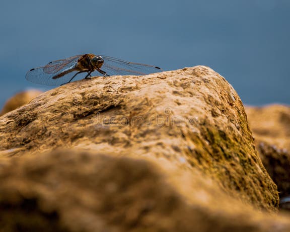 Dragonfly on a Stone Under Sunlight Stock Image - Image of spring, rock ...