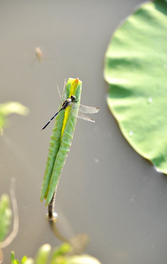 Dragonfly stock image. Image of jaws, close, iridescent - 93951955