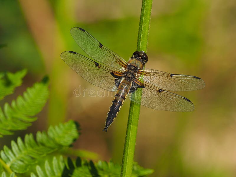 Dragonfly on a straw stock photo. Image of close, wing - 85185064