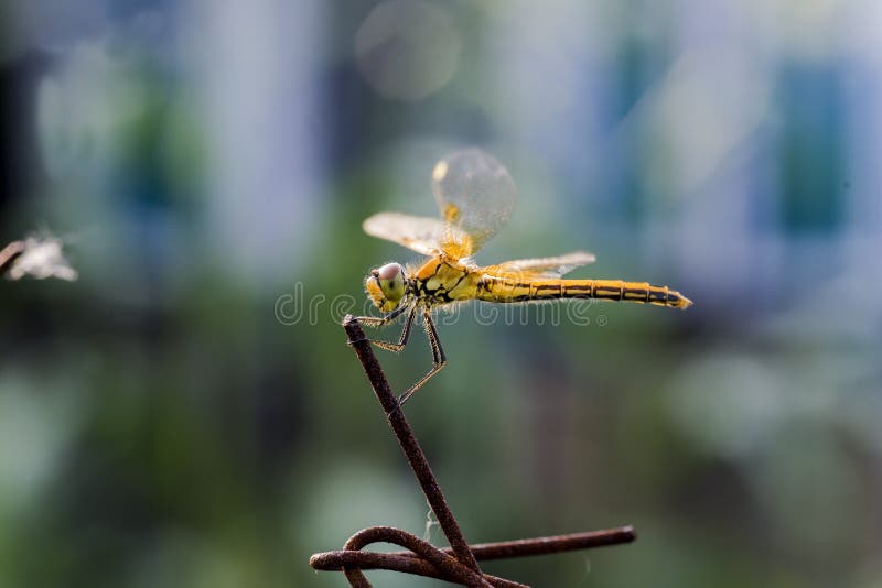 Dragonfly in the sun stock photo. Image of clear, macro - 77204950