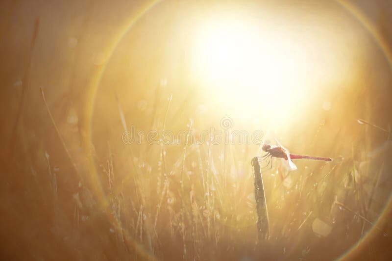 Dragonfly in the sun stock image. Image of blue, butterfly - 192113435