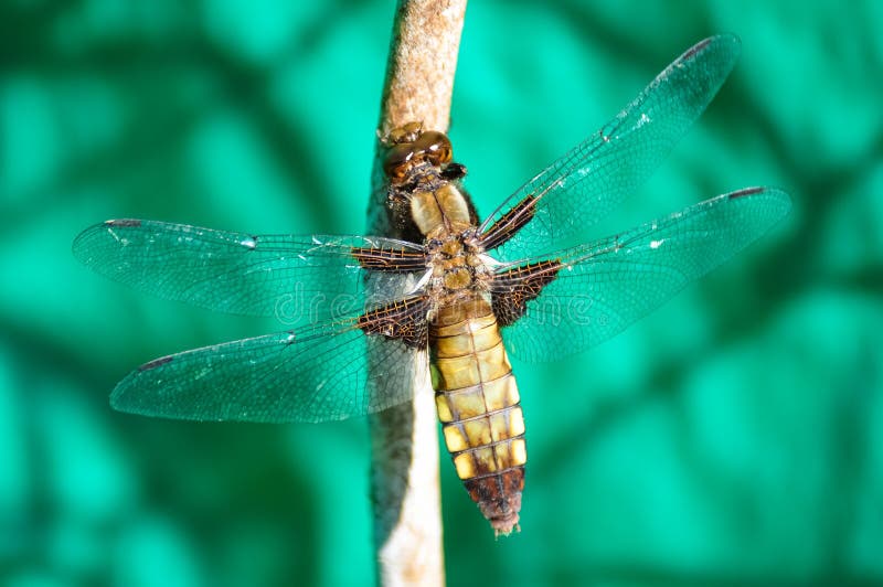 Dragonfly in Sun Light Close Up Shot Stock Image - Image of close ...