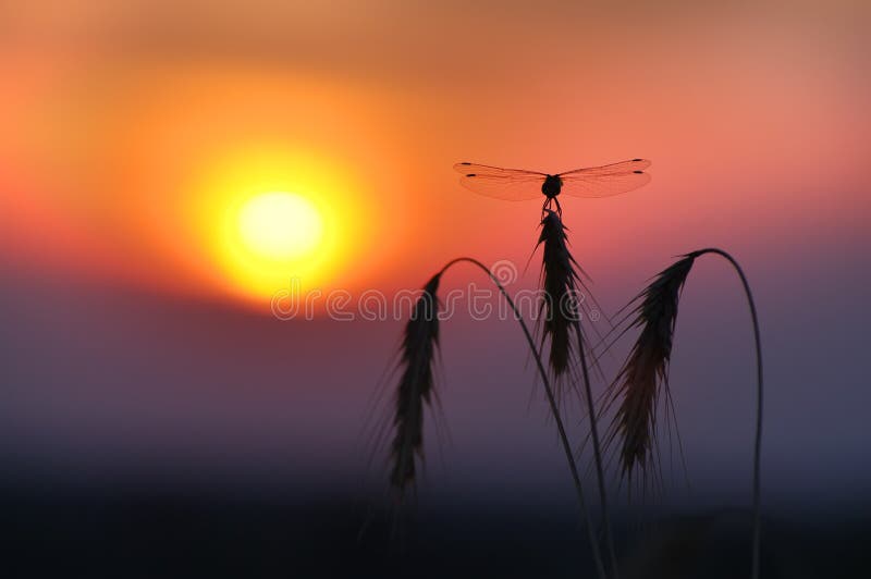 Dragonfly. Sunset stock image. Image of silhouette, botany - 17771087