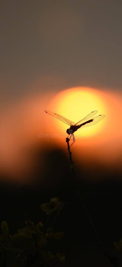 Dragonfly on sunset stock illustration. Illustration of line - 214595330