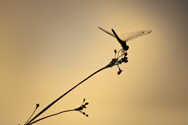 Dragonfly sunset stock photo. Image of garden, dragonfly - 25353574