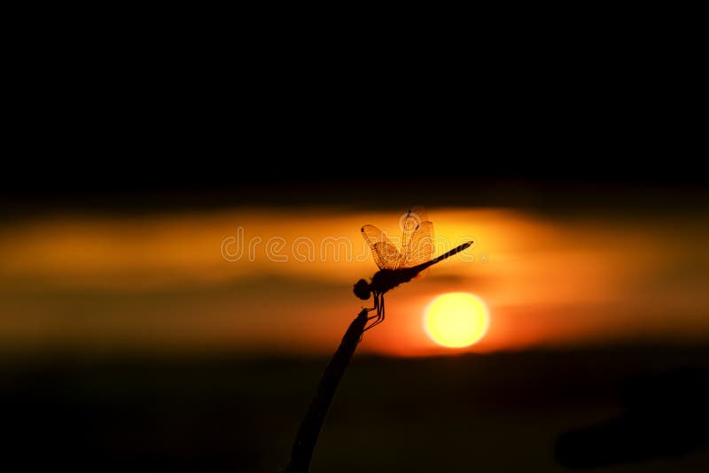 Dragonfly at sunset stock image. Image of disc, nature - 83071457
