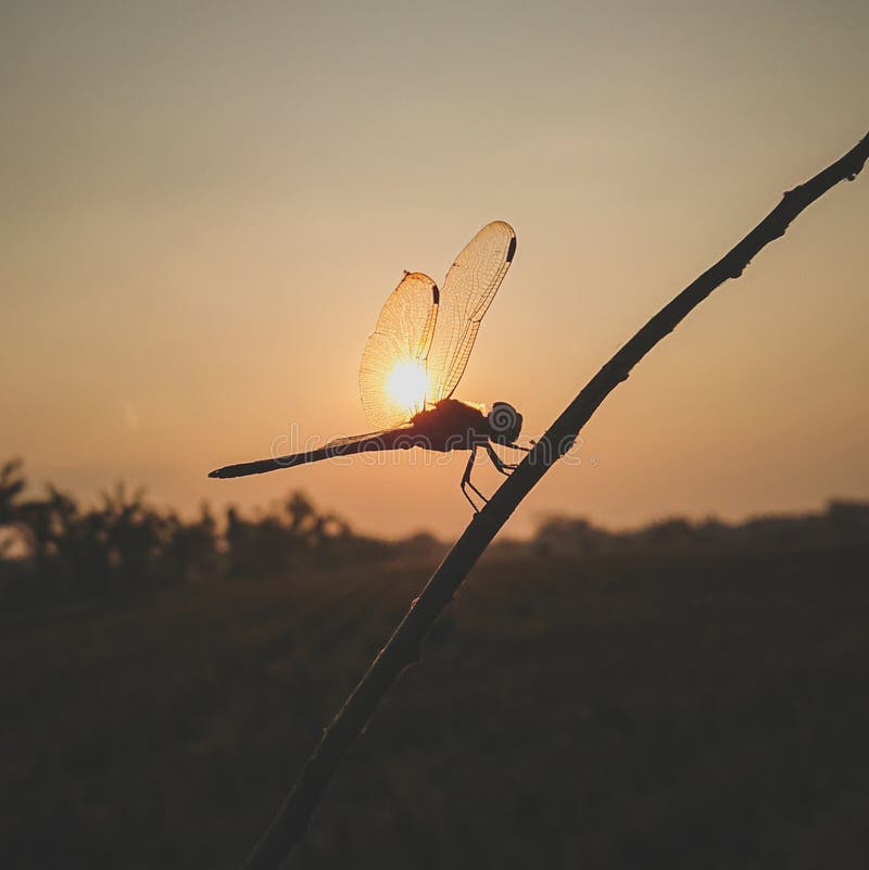Dragonfly. Sunset stock image. Image of field, sunset - 17627397