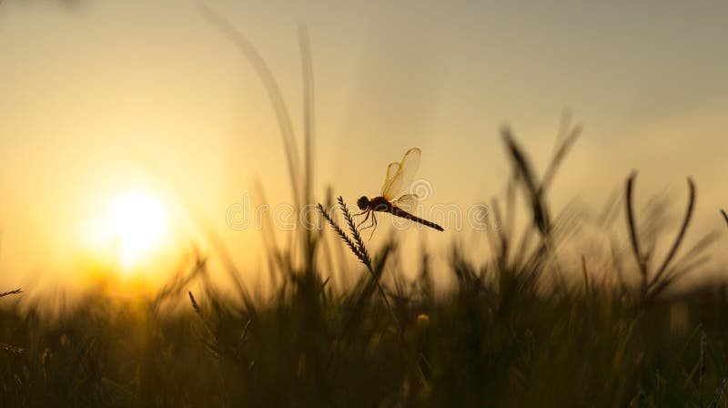 Dragonfly and sunset stock image. Image of growth, field - 45775709