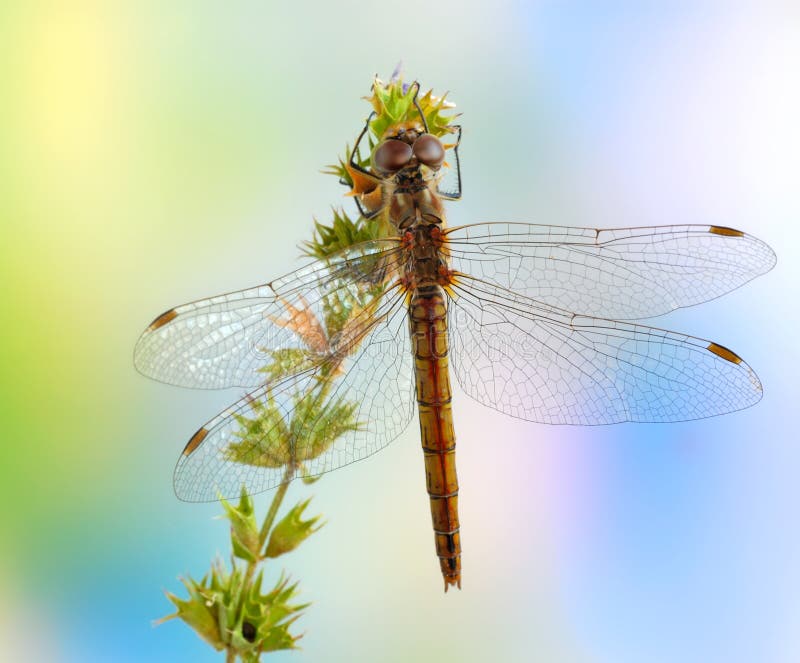 Dragonfly Sympetrum Vulgatum (female) Stock Image - Image of plant ...