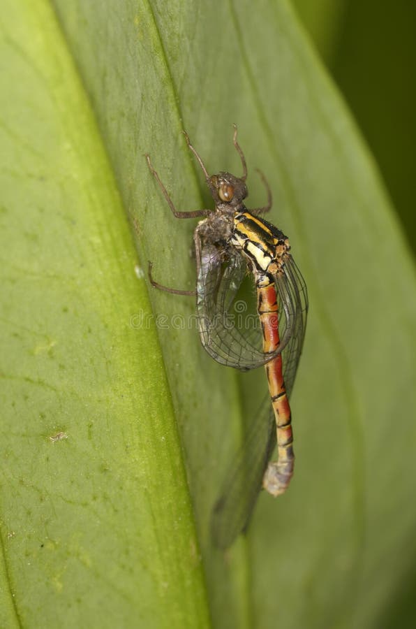 Dragonfly Sympetrum Vulgatum Hatching Stock Photo - Image of birth ...