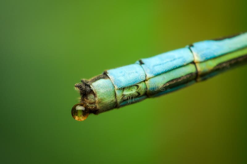 Dragonfly Tail Structure Details Stock Image - Image of detail, animal ...