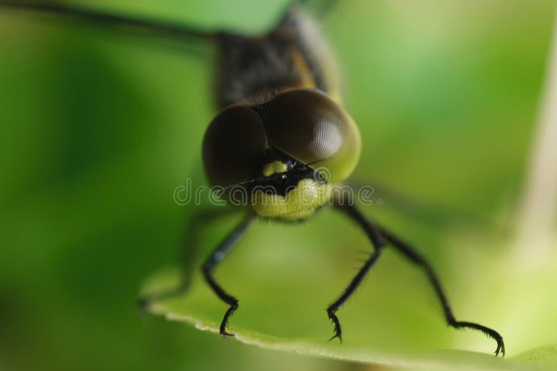 Dragonfly stock photo. Image of ommateum, light, natural - 74841302