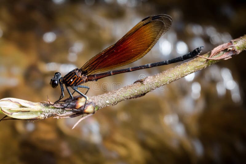 Dragonfly stock image. Image of nature, taking, insect - 45821031