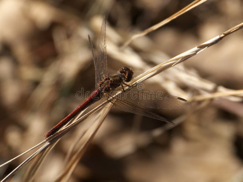 Dragonfly stock photo. Image of cockroach, dragonfly - 46713888