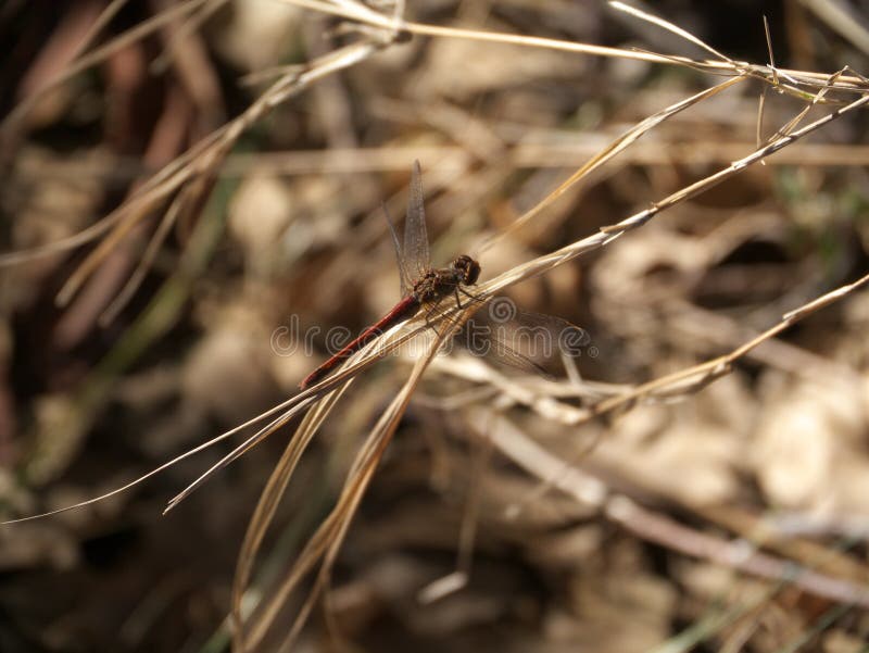 Dragonfly stock photo. Image of cockroach, wings, mania - 46713926