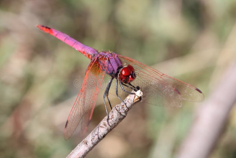Male Violet Dropwing Dragonfly Stock Image - Image of blushed ...