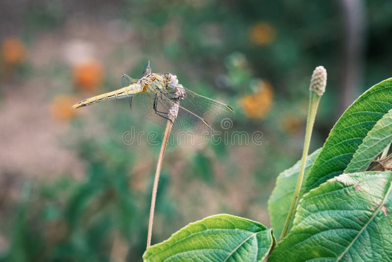 Dragonfly with Tiny Wings and Big Eyes Resting on a Stem, Insect Macro ...