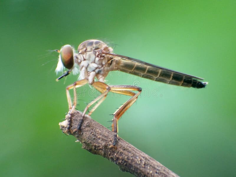 Cyan Dragonfly stock image. Image of animal, turkiye - 55618313