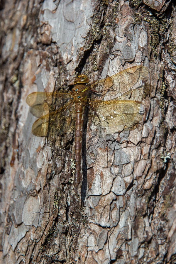 Dragonfly on Tree Top with Blue Sky Stock Photo - Image of vietnam ...