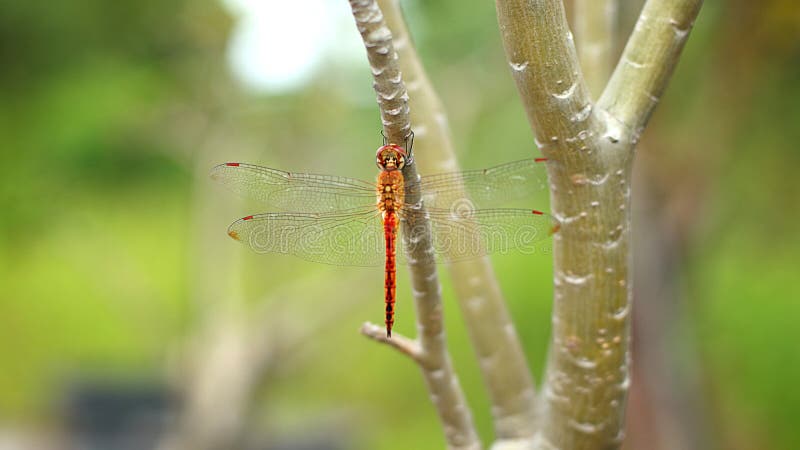 Dragonfly on the tree stock image. Image of animals - 146230851
