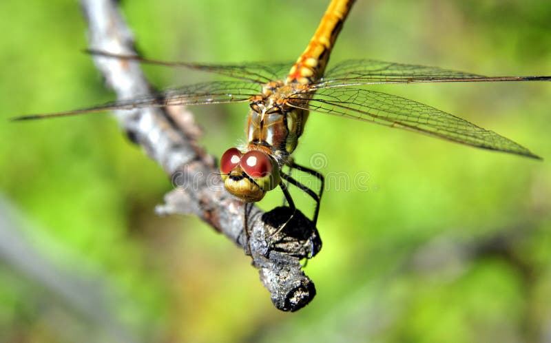 Dragonfly on a tree stock image. Image of predator, body - 80858087