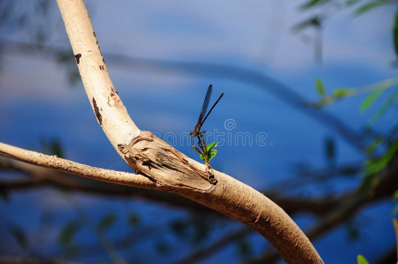 Dragonfly on Tree Branch with Vibrant Blue Sky Background Stock Photo ...