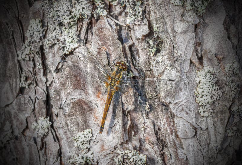 Dragonfly on tree park stock image. Image of trunk, rock - 31809037