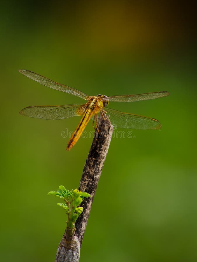 Dragonfly on tree top stock photo. Image of golden, eyes - 72755958