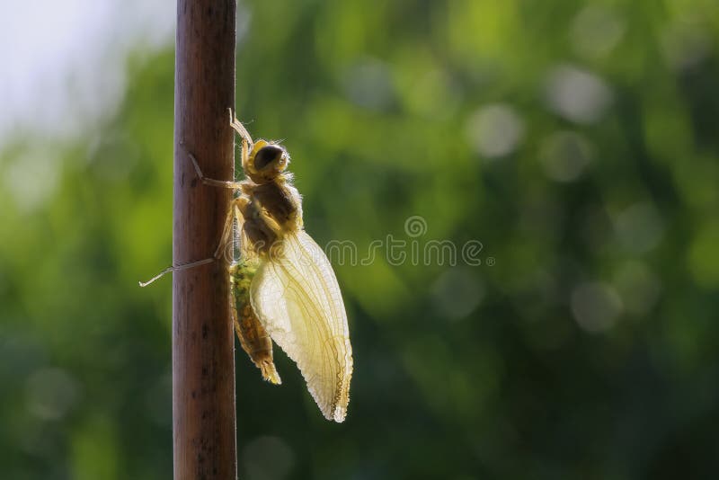 Dragonfly that Turns from the Pupa into the Insect.. Stock Photo ...