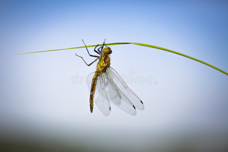 Dragonfly that Turns from the Pupa into the Insect.. Stock Image ...