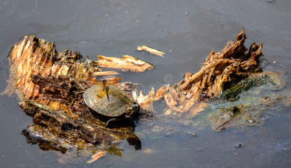 Dragonfly Floats Stock Photos - Free & Royalty-Free Stock Photos from ...