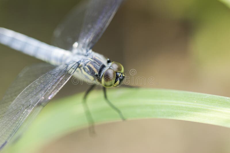 Dragonfly stock photo. Image of spring, dragonflies, closeup - 58651610