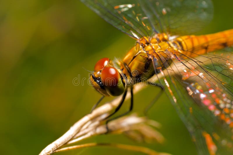 Dragonfly Up Close with Red Eyes Stock Photo - Image of outdoors, close ...