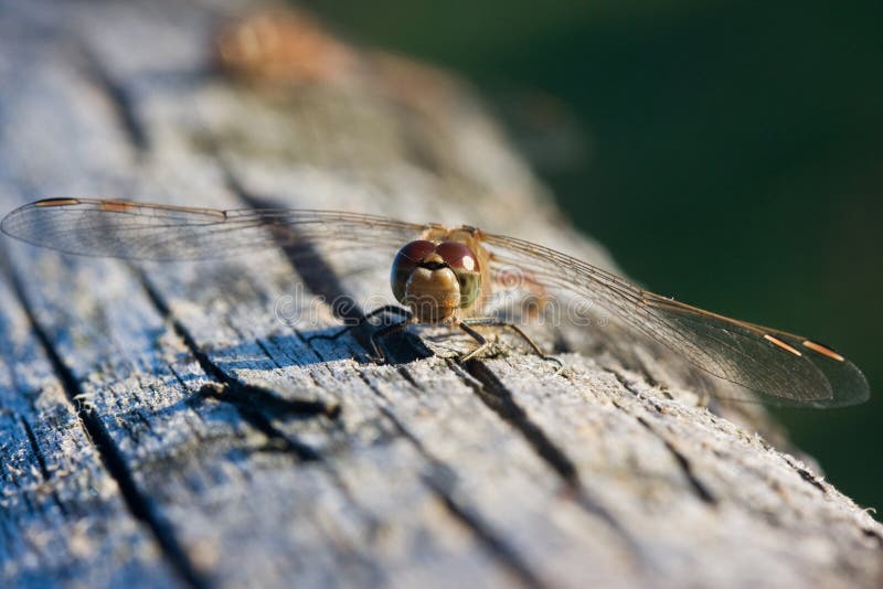 Dragonfly, Vagrant Darter stock image. Image of sympetrum - 26539523