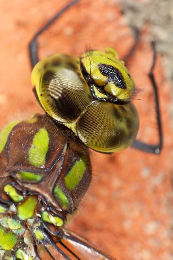Dragonfly in Very Detailed View Stock Photo - Image of animal, waiting ...