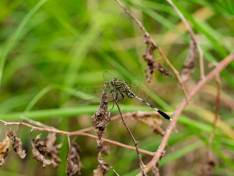 Dragonfly stock photo. Image of dragonfly, season, breeding - 43955744