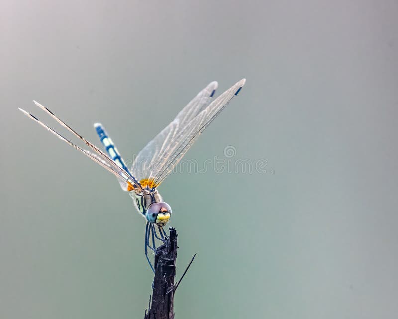 Dragonfly Resting on a Dry Grass Stock Image - Image of damselfly ...