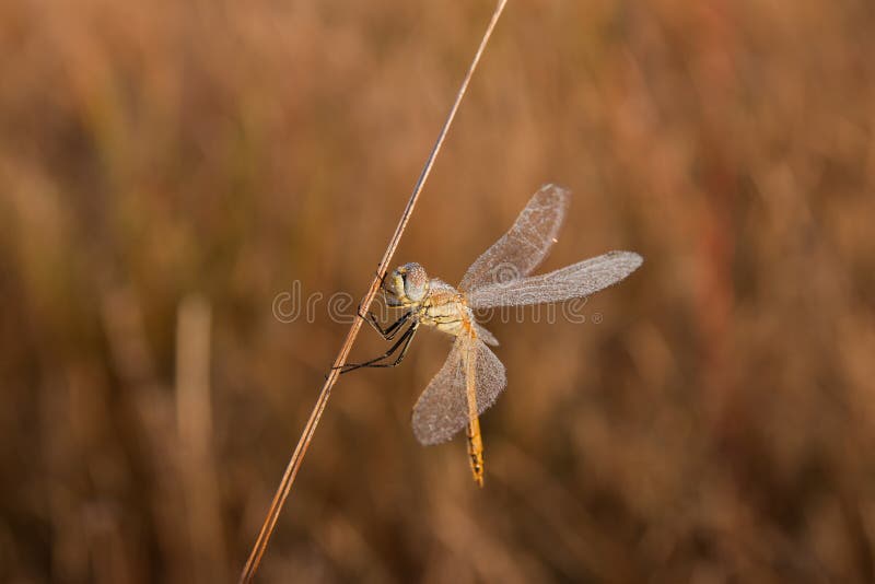 Dragonfly at sunrise stock photo. Image of insect, nature - 129377972