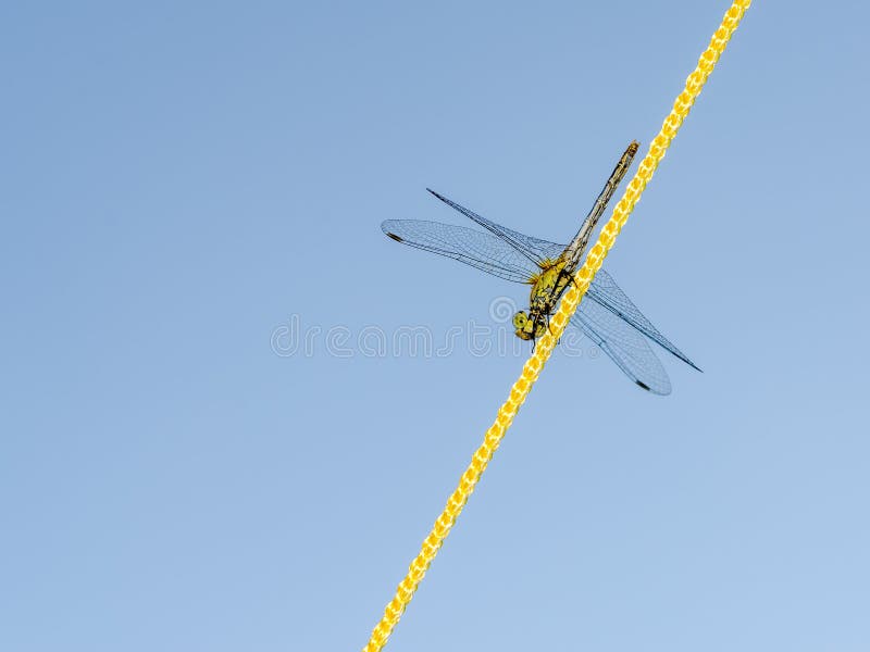 Dragonfly Walking on Rope stock photo. Image of green - 32701788