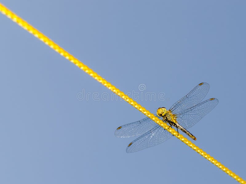 Dragonfly Walking on Rope stock photo. Image of colorful - 32701792